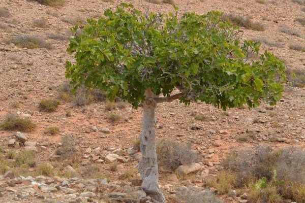 עץ תאנה - סינמה באמפר